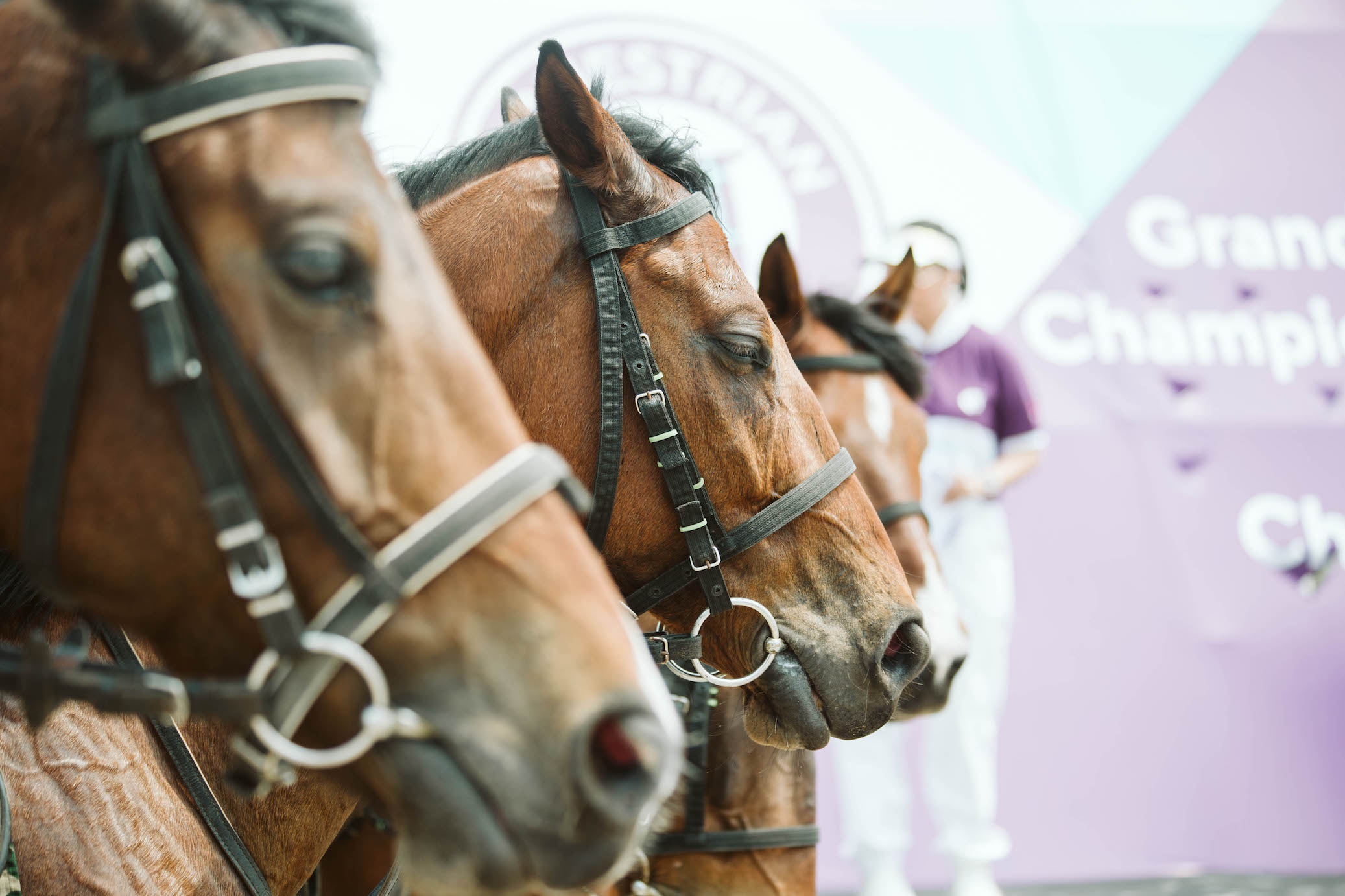 EQUESTRIAN CHAMPIONS LEAGUE 2020